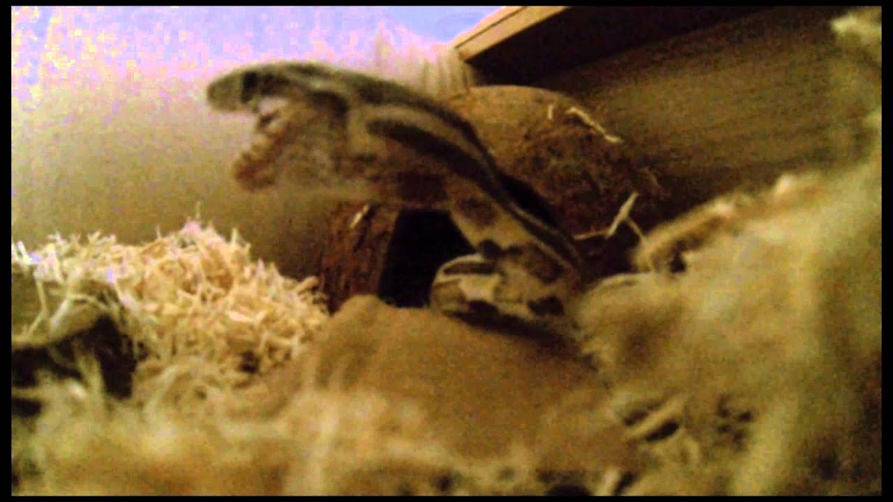 Prince Fabian - First Month of eating - YouTube