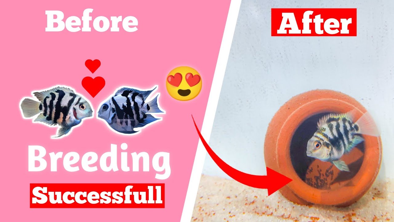 Polar Parrot Fish Breeding | 200+ Babies 😍 - YouTube