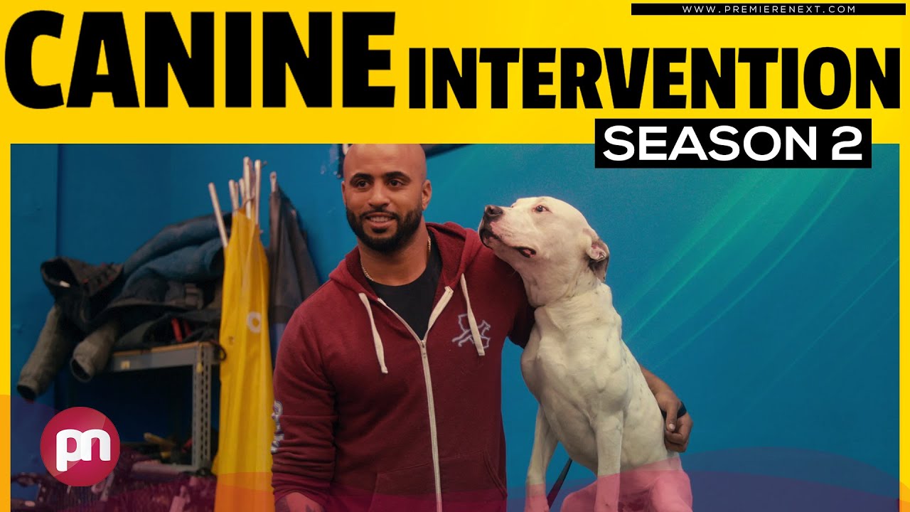 Canine Intervention Season 2: Will Netflix Dog Show Return? - Premiere ...