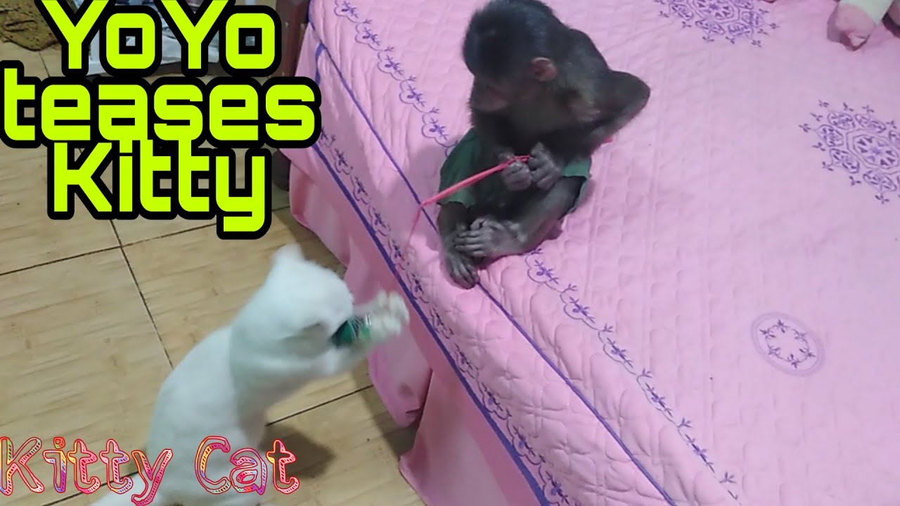 Monkey YoYo Teases Kitty Cat| Kitty Cat - YouTube