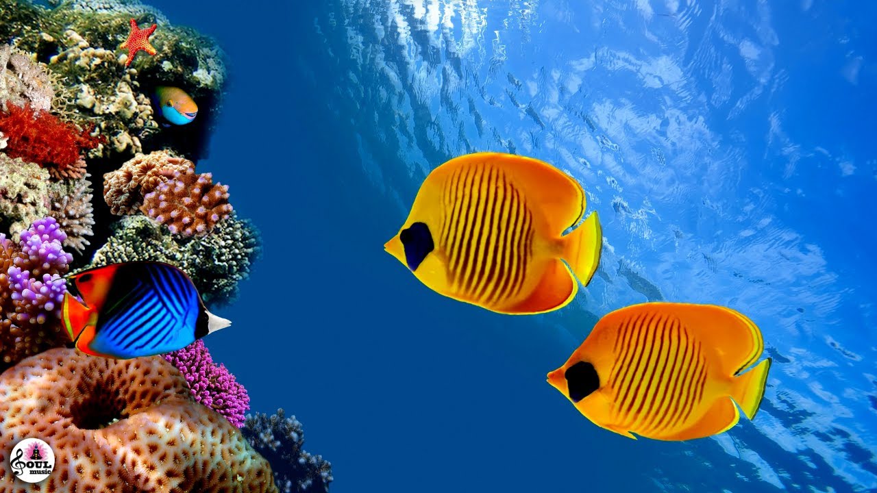 🐠 Beautiful Fish under the Sea Calm Music, Relax Music, Aquarium Music ...