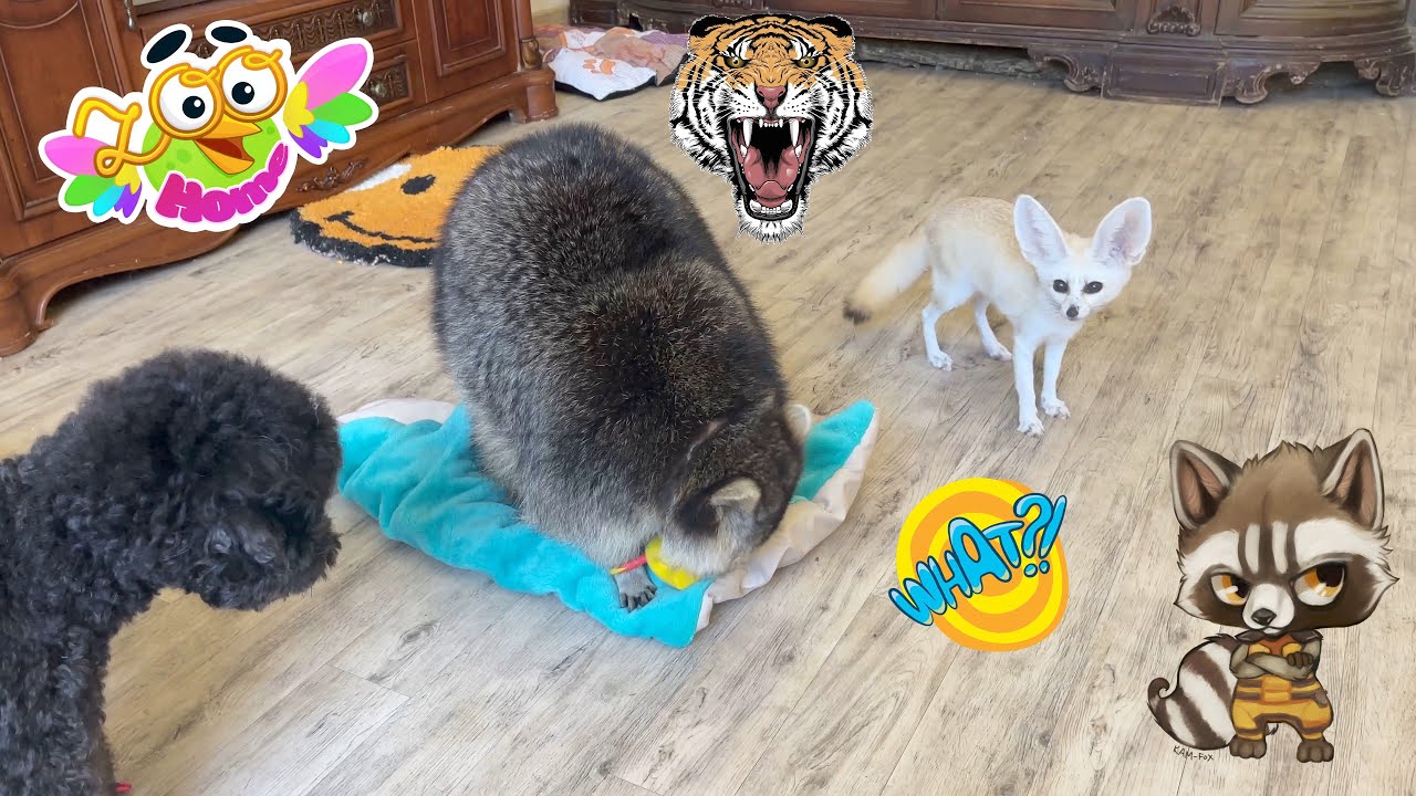 The most evil raccoon in the world, he can tear everyone apart - YouTube