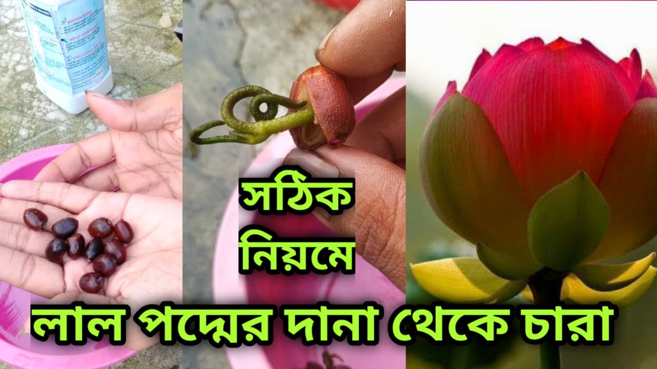 Best process for Red lotus seeds planting | How to prepare Rare lotus ...