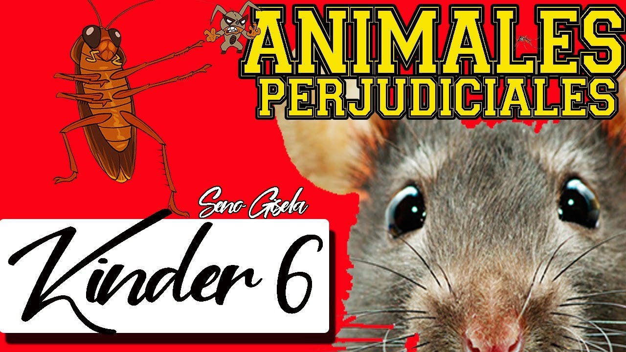 🐁🐁Animales PERJUDICIALES 🐀 Clase para NIÑOS de 6 Años 🙋 Seño Gisela ...