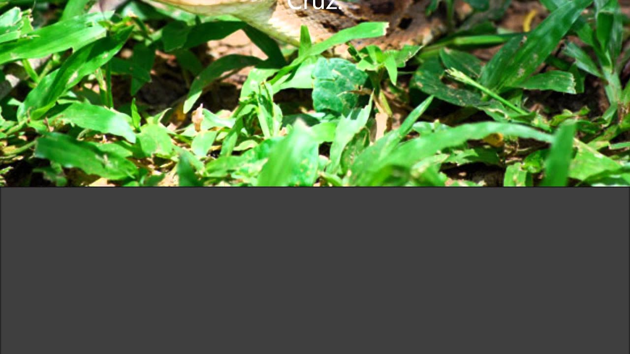 La Yoperojobobo o Yarará (Bothrops neuwiedi) - YouTube