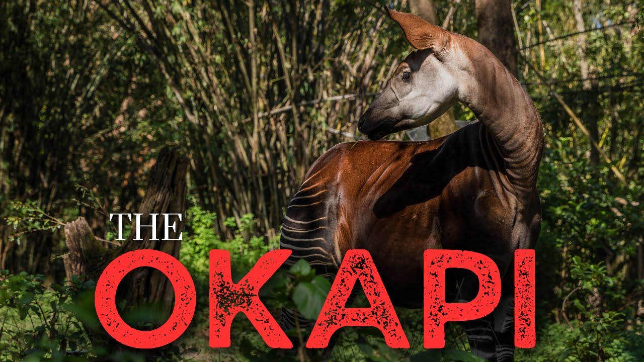 The Okapi - The Deer / Zebra Hybrid? - YouTube