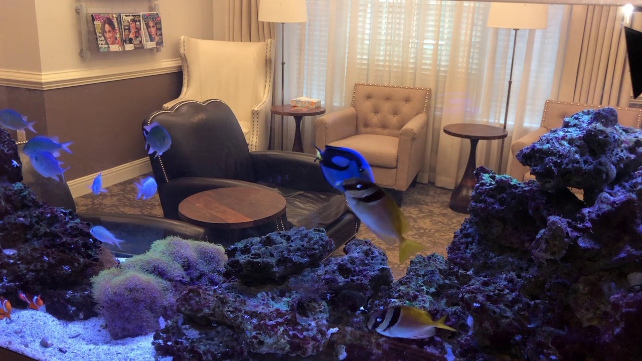 Dr. Fisk, Dr. Iskol, and Dr. Alex - Meet The Fish - YouTube