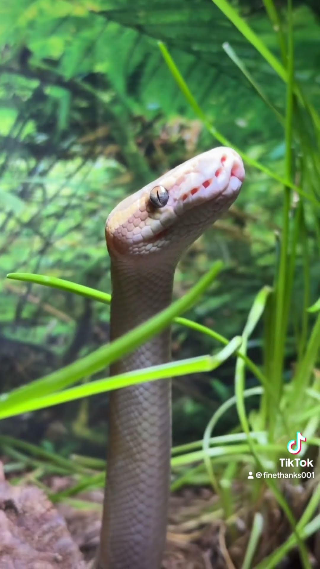 Walter the Snake thinks hes sneaky 😏 #snake #reptiles #ballpython #reptilerealm - YouTube