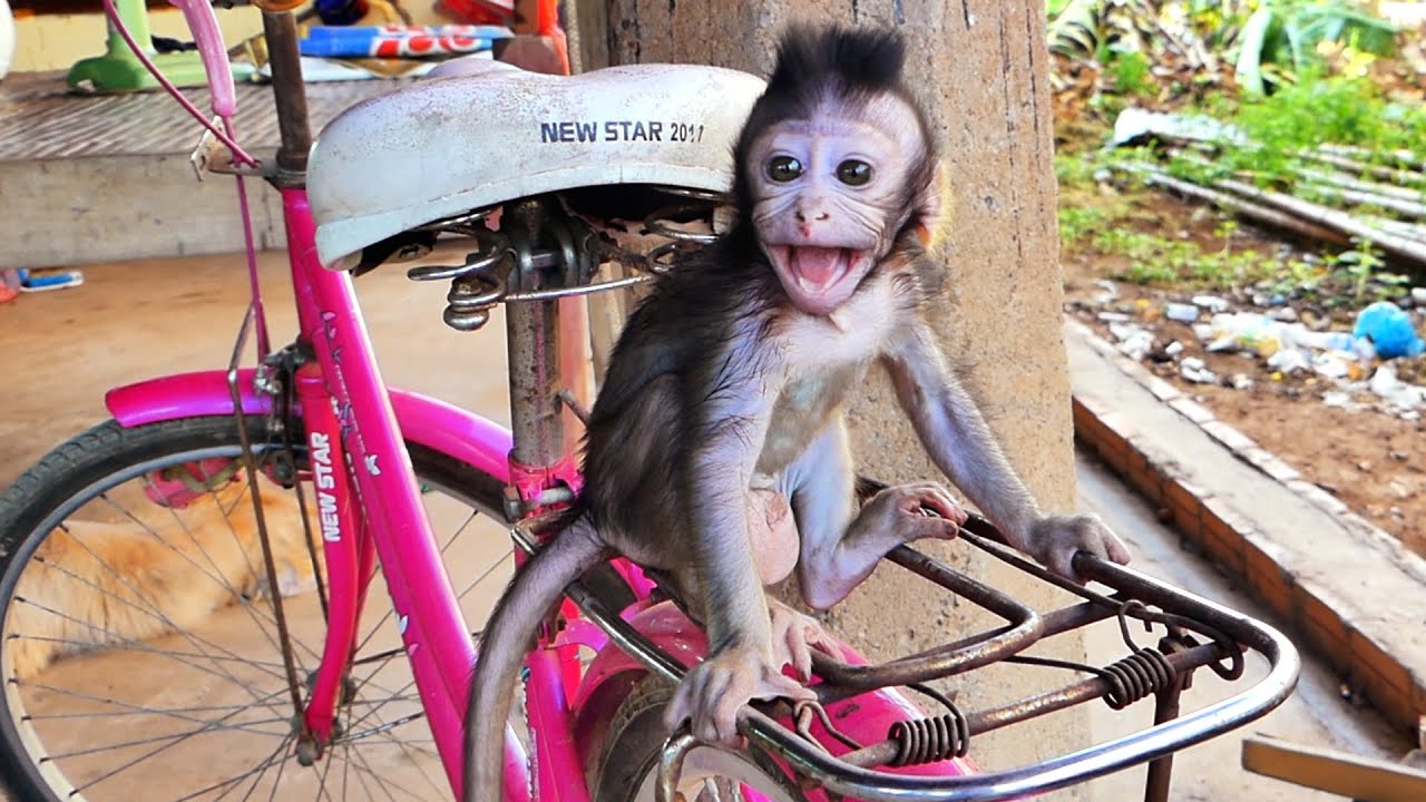 Sad baby Momo is afraid to fall when he rides like this - YouTube