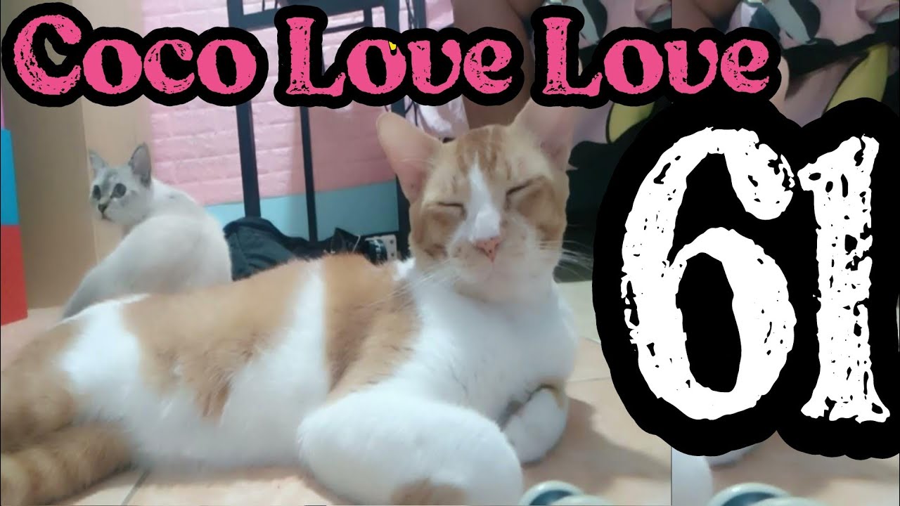 COCO LOVE LOVE | VLOG 61 - YouTube