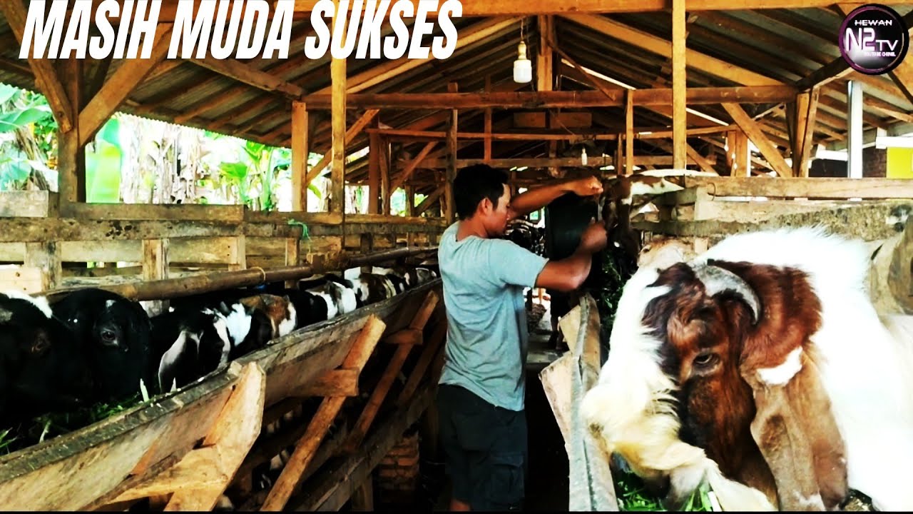 still young, successful randu Java goats - YouTube