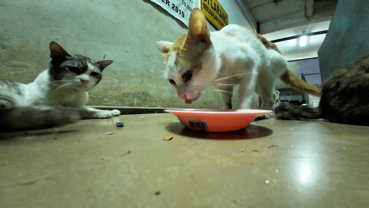 Happy stray cats feeding 8 - YouTube