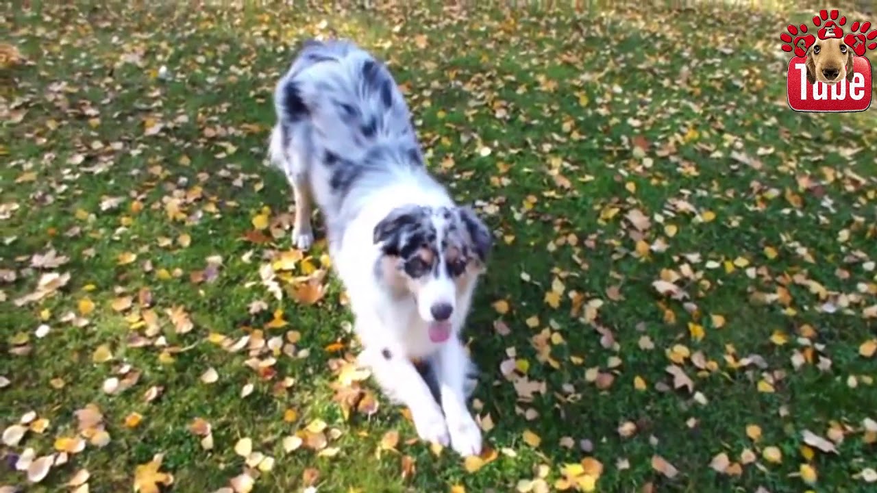 60 DOG TRICKS by Australian Shepherd - YouTube
