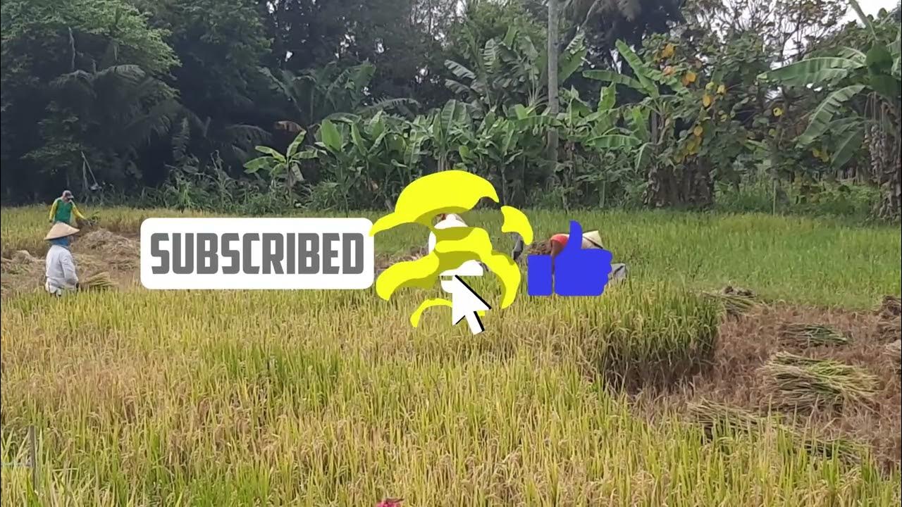 Ani ani atau memetik Padi di sawah - YouTube