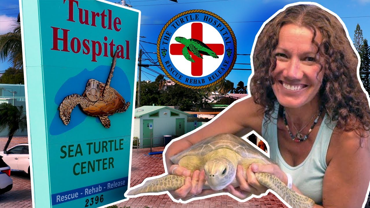 Unveiling Nature's Coolest Creature At The Turtle Hospital! 🐢 - YouTube