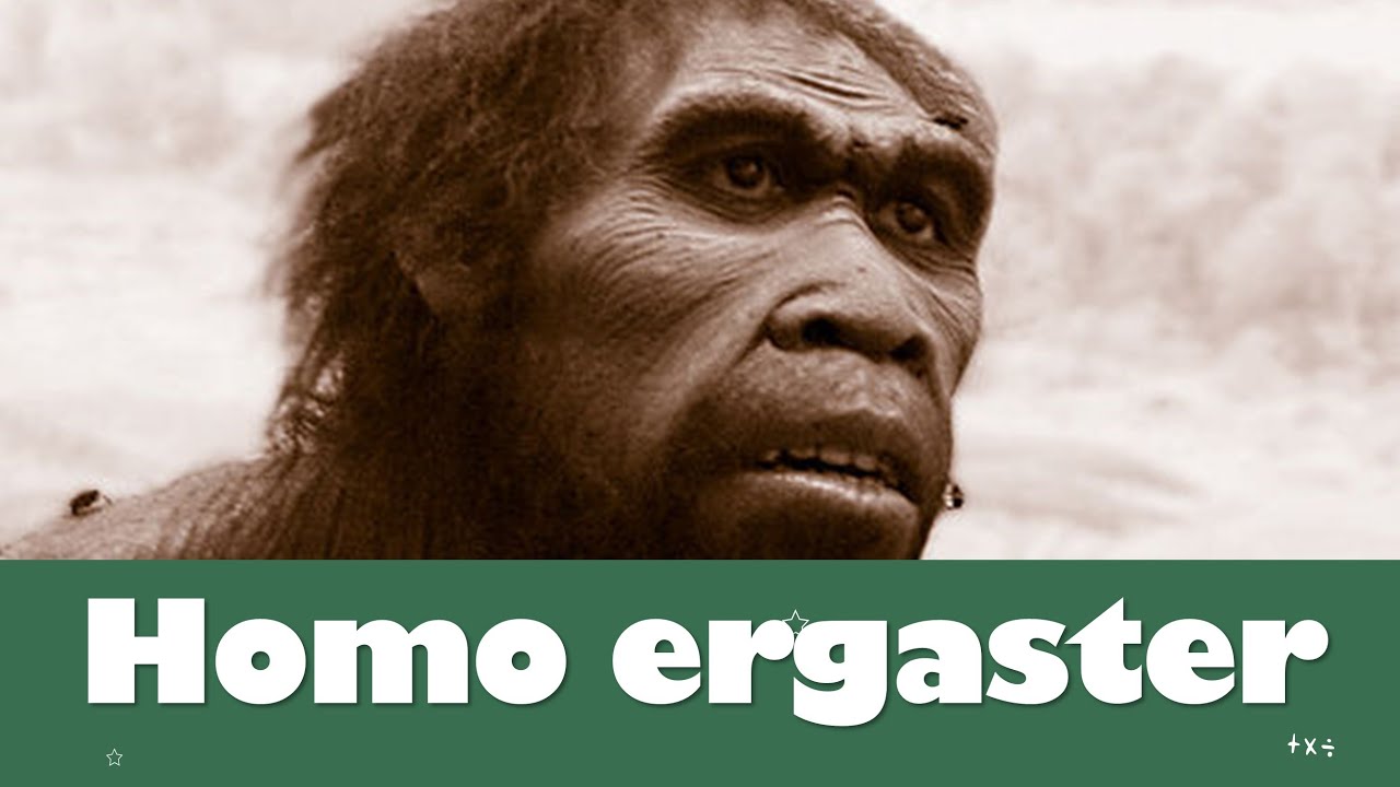 ⭐Homo ergaster 📗 aulamedia Historia - YouTube