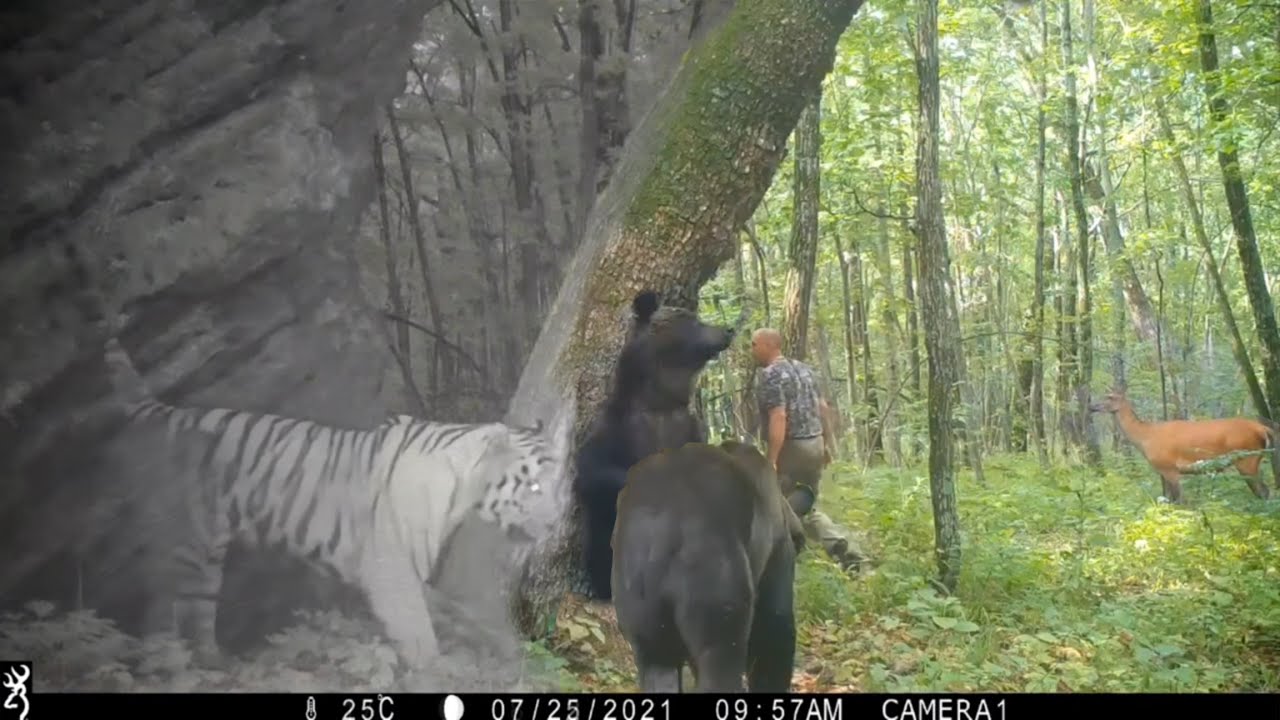 Amur tiger Grom, bears, deer, bat and.. - YouTube