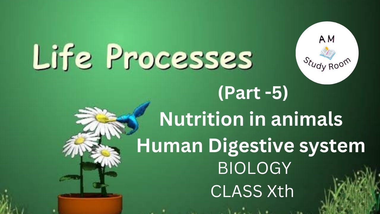 Human Digestive Systems| Class 10|Animal Nutrition|Life processes - YouTube