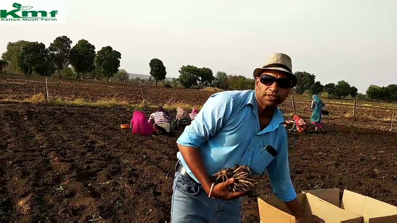 White Musli Selling (9926054093, 9977481791) | धोली मूसली विक्रय ...