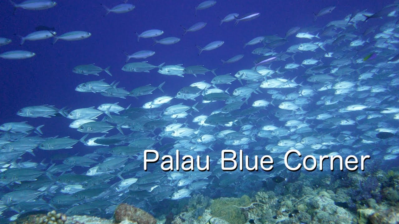 Diving Vlog PALAU 202304b1【4K】Blue Corner - YouTube