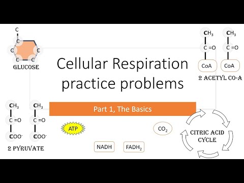 Cellular Respiration Practice Problems (with answers!) - YouTube