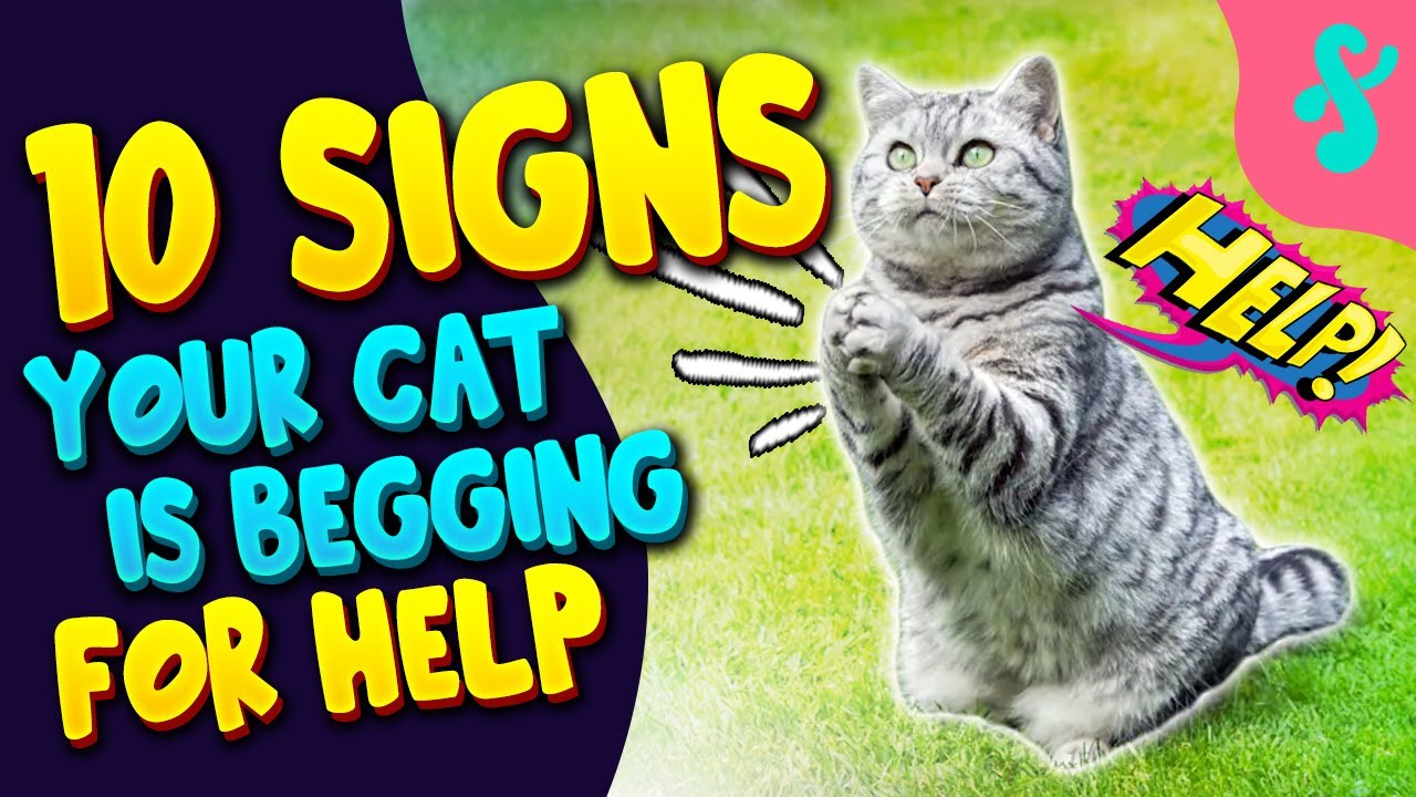 ⚠️🚩Top 10 Warning Signs Your Cat is Begging for Help | Furry Feline ...