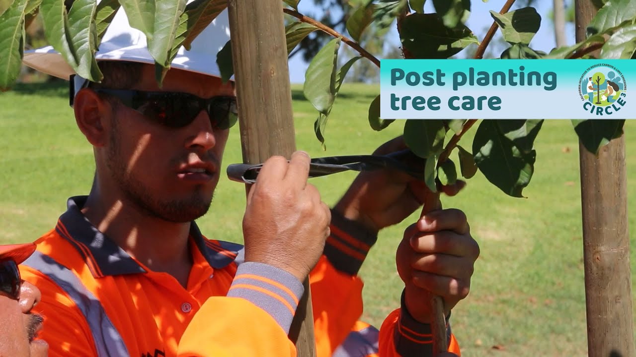 Post Planting Tree Care - YouTube