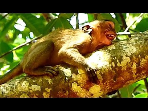 Super angry! Timo baby monkey cry seizure on tree / Poor baby Timo very ...