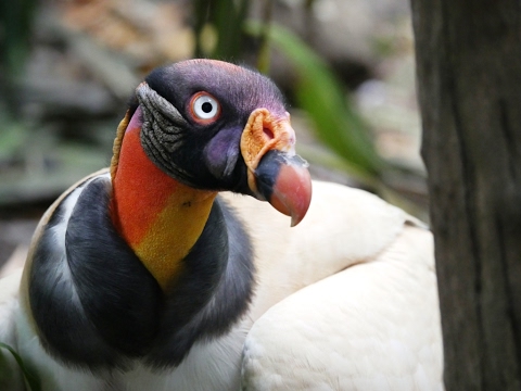 Hábitat del Gallinazo - El Rey Gallinazo - TvAgro por Juan Gonzalo ...