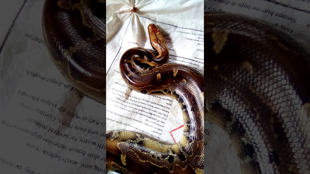 Ular ripong - YouTube