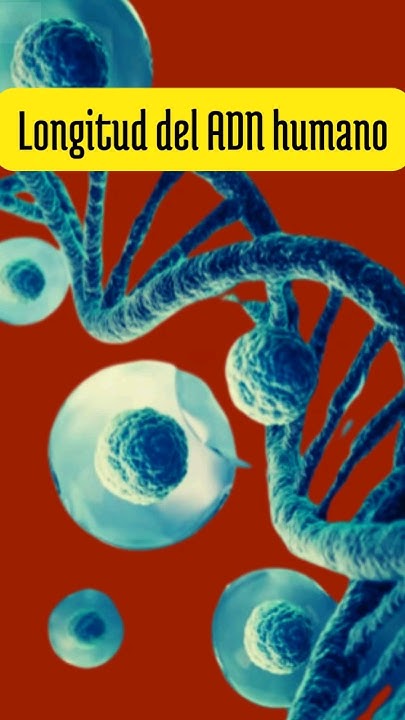 Longitud del ADN Humano - YouTube