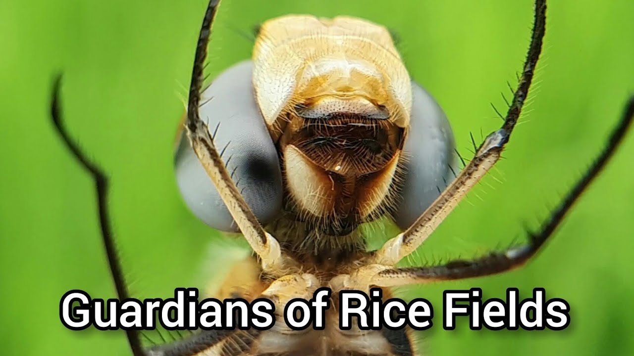 Guardians of Rice Fields| Predators|Dr. Bhupendra Singh Kharayat - YouTube