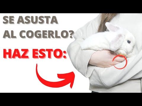 Como Coger a un CONEJO Correctamente Para que no Patalee al Sujetarlo ...