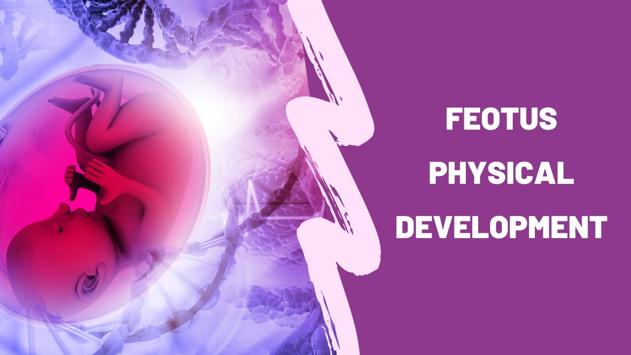 Fetus Physical Development - YouTube