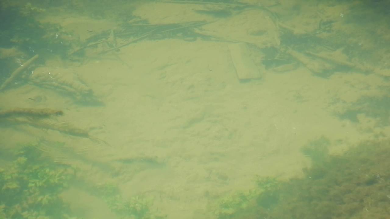 Fire Hydrant Spring, Current River, September 4th, 2016 - YouTube