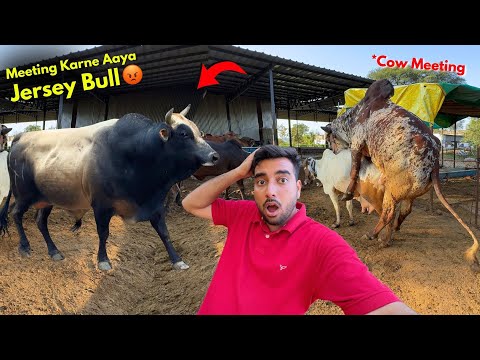 Jersey Bull Cow Meeting🐂Bheem Vs Jersey Bull😡