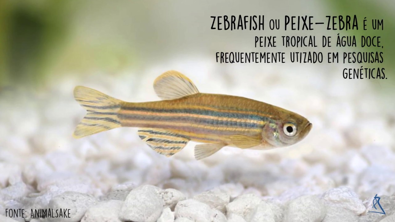 Peixe-zebra #3 Lab Day - YouTube