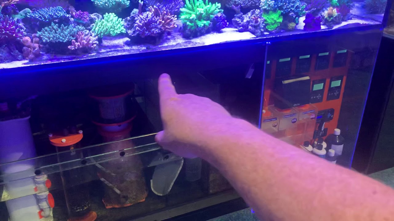 You can used your top up tank as a quarantine tank as needed - YouTube