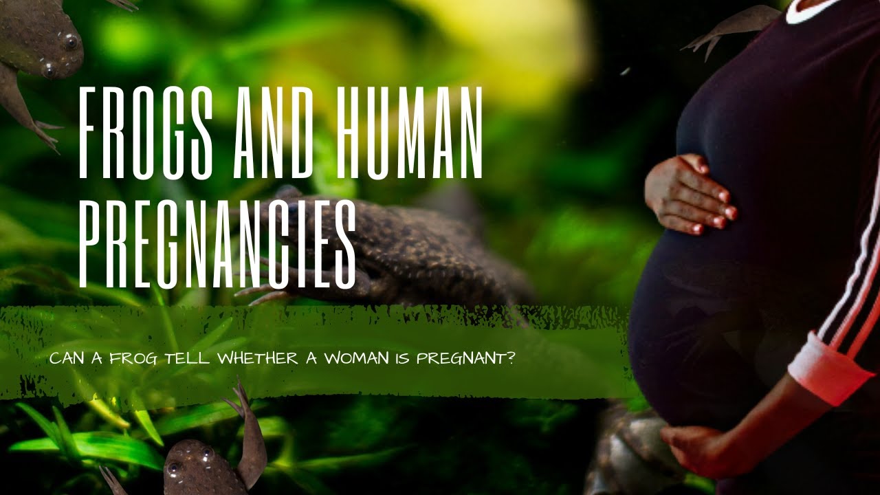 Can A Frog Tell Whether A Woman Is Pregnant? | The Froggy Pregnancy ...