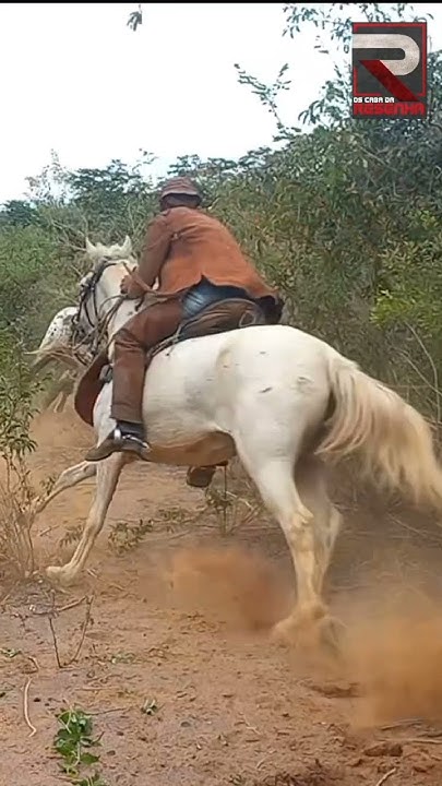 Cavalo bom de gado vai sempre na cola do boi. - YouTube