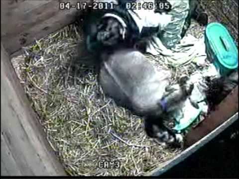 Phoenix Rising Farm - Cloudy - Kidding - YouTube