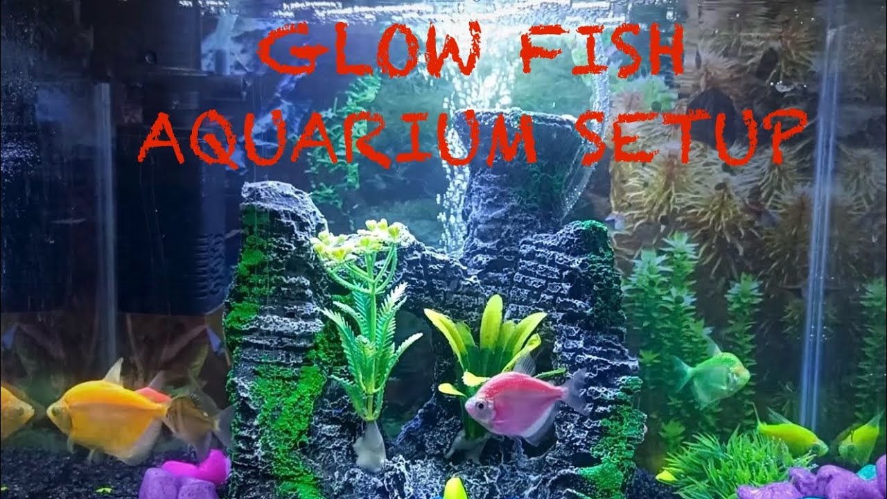 Setting up aquarium for GLOW FISH, transforming from a basic aquarium #glowfish #aquarium # ...
