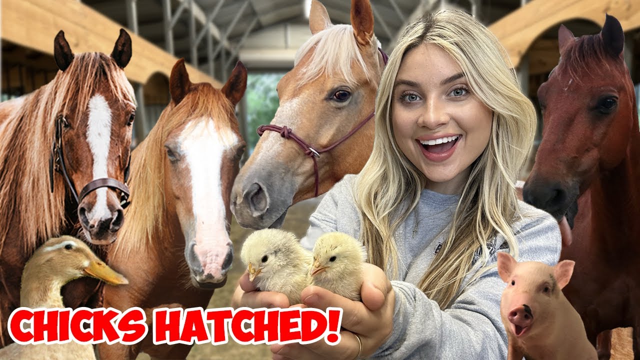 My Spring Night Routine with 40+ PETS! | Chicks HATCHING!! *SUPER CUTE ...