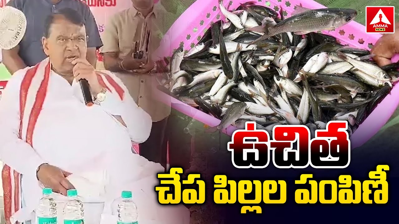 ఉచిత చేప పిల్లల పంపిణీ | Pocharam Srinivas Reddy Free Fish Distribution ...