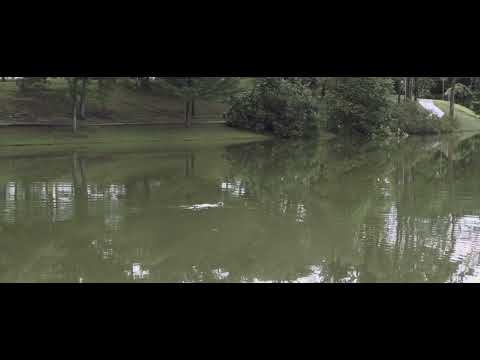 Water monitor swimming