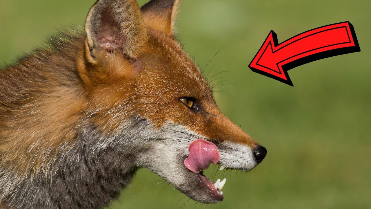 After parents saved this fox from salvation, the fox did something ...