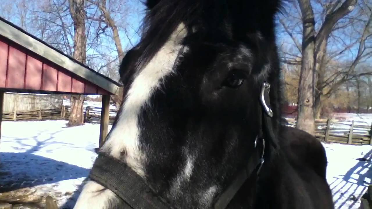 Far Enough Farm, Toronto Island, Canada🇨🇦2011, Duchess home - YouTube