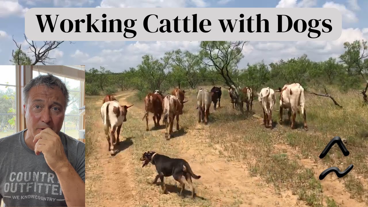 How to Work Cattle with Dogs - YouTube