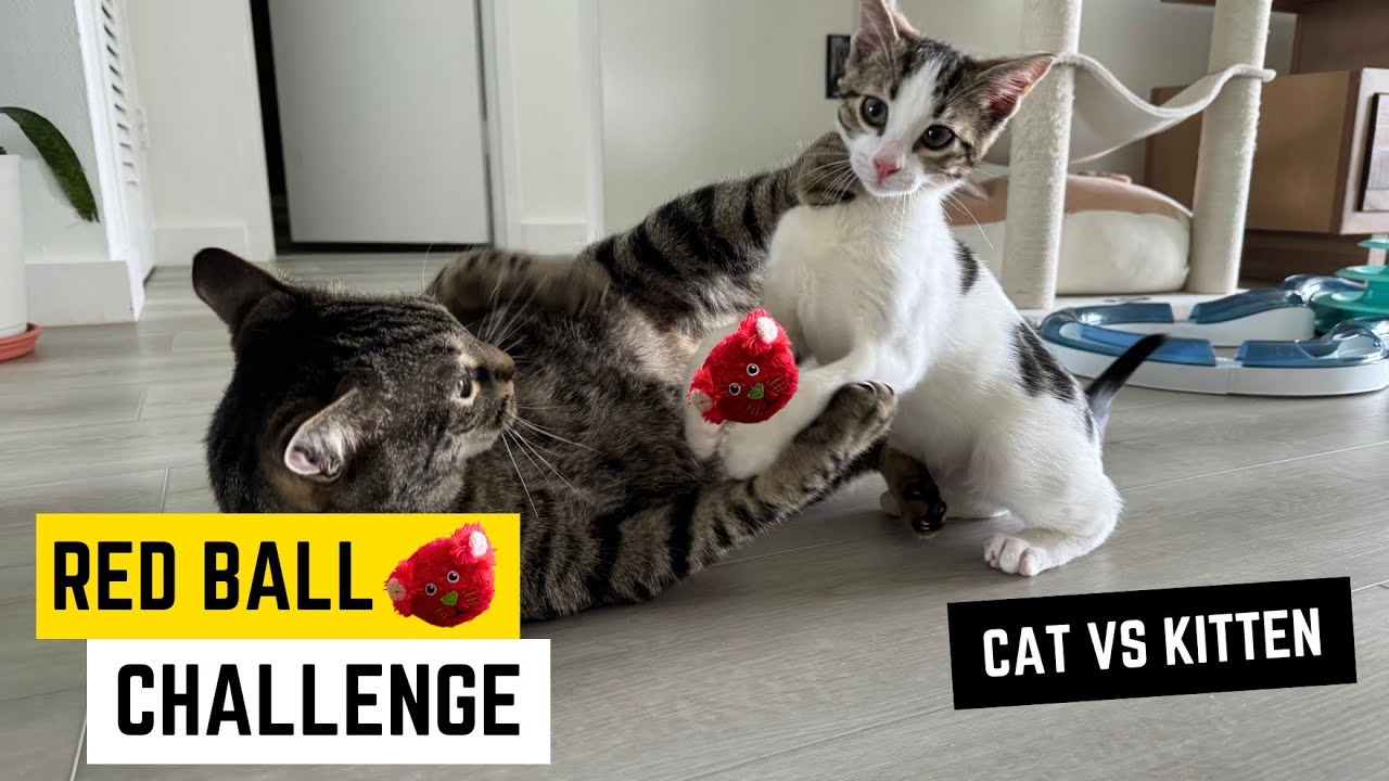 Cat vs. Kitten! Who Wins? | Funny Cat Challenge! - YouTube