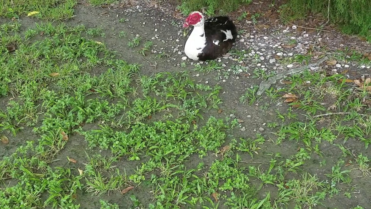 Ducks chilling - YouTube